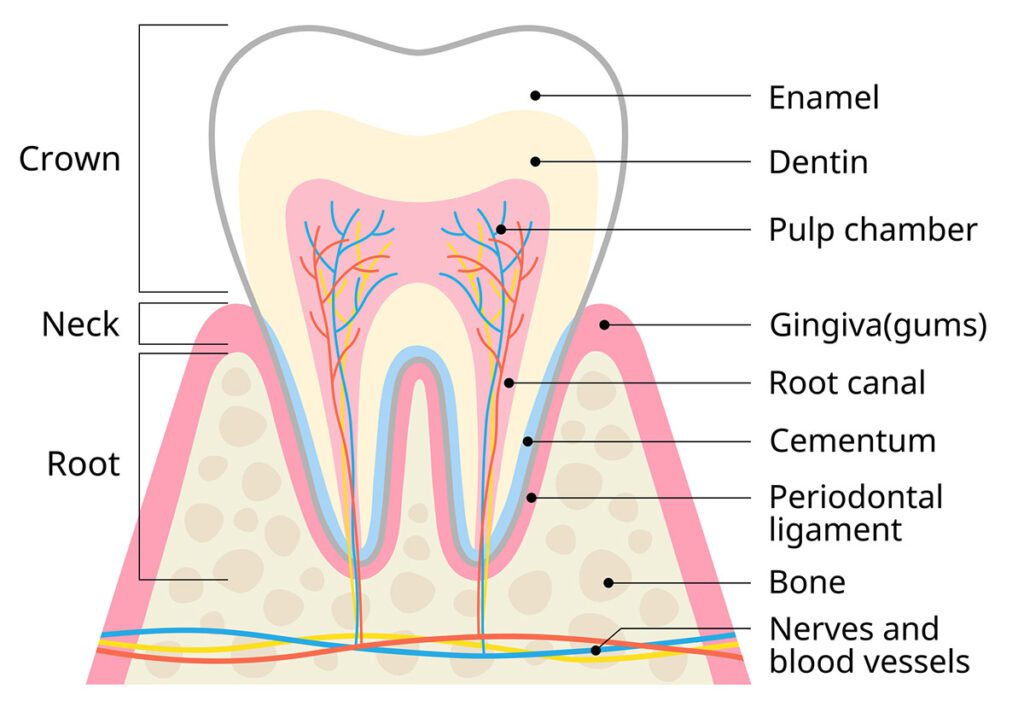 How Does A Cavity Filling Work? - Willow Pass Dental Care